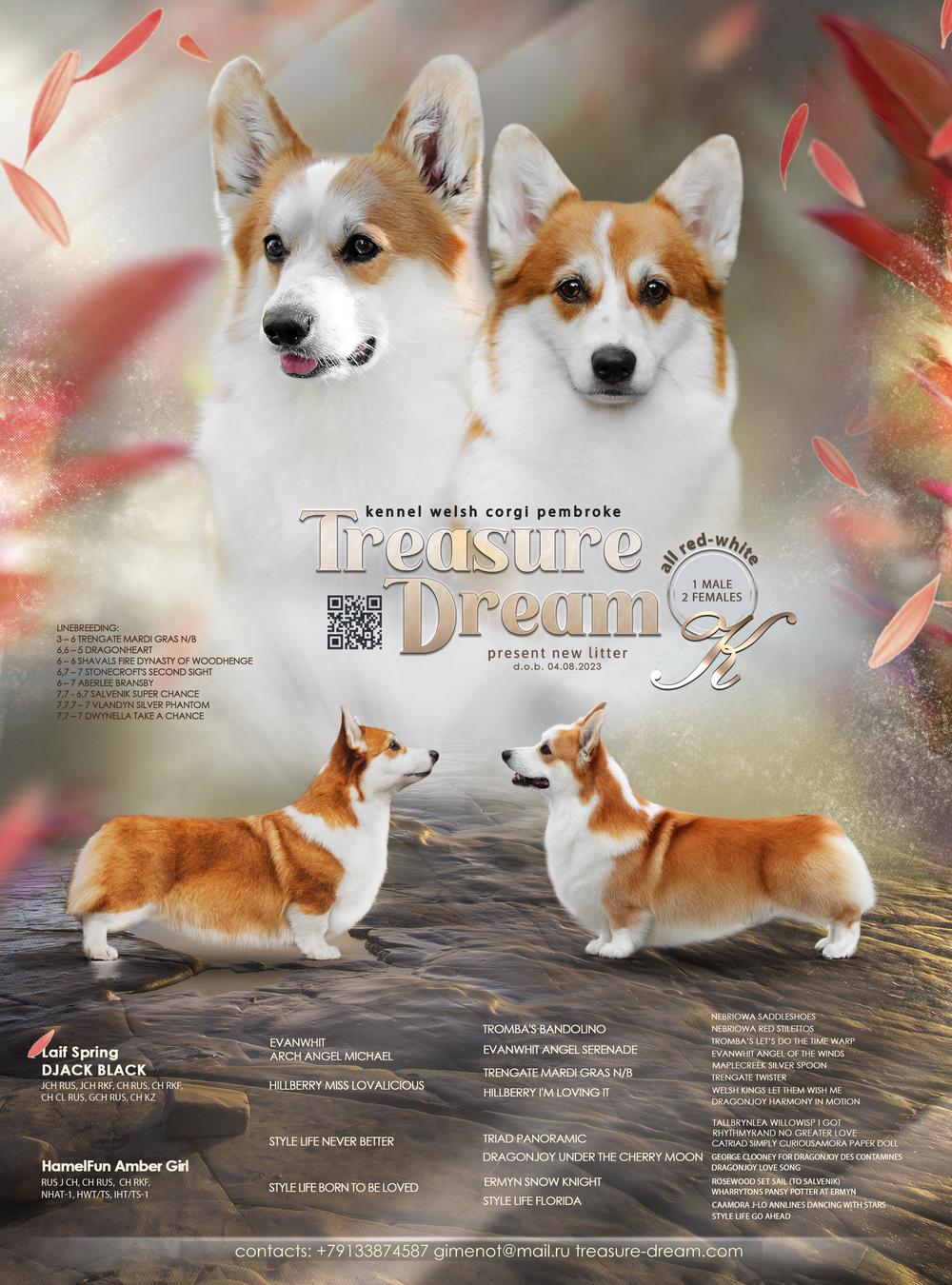 Treasure Dream Litter K