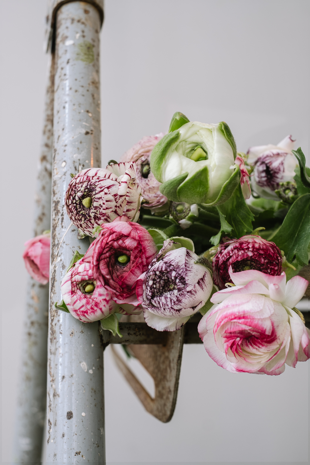 Reveri • Product Photography