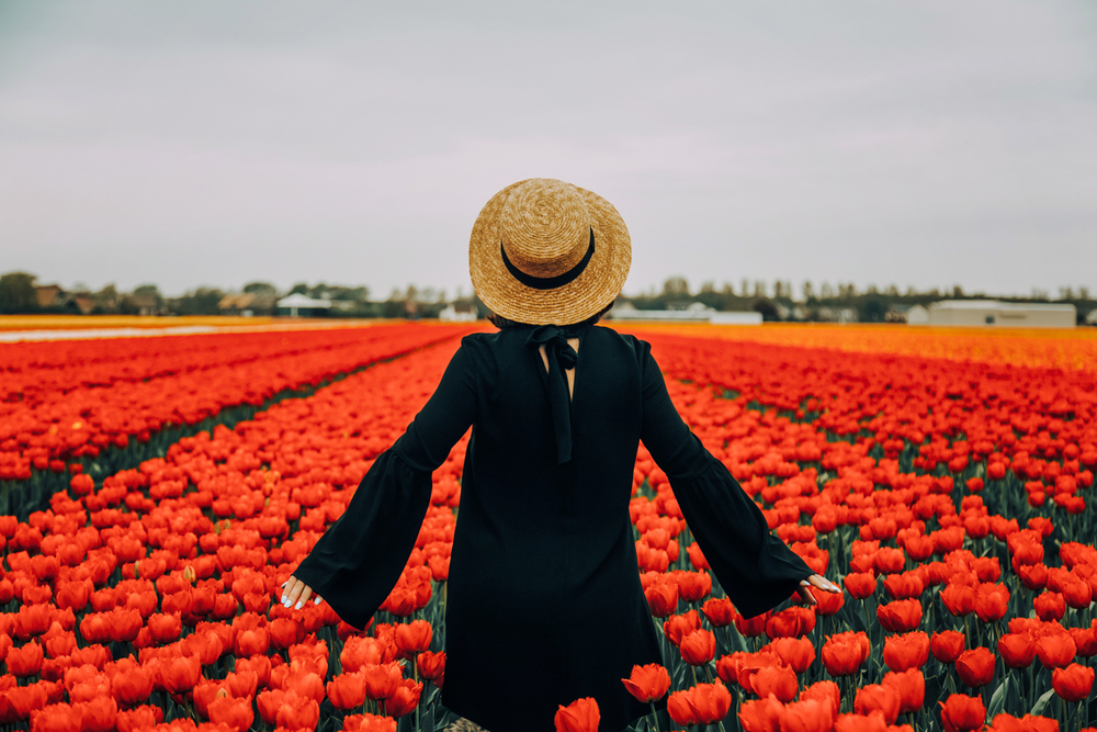 Tulip fever in The Netherlands. Create your own fairy tale in the ...