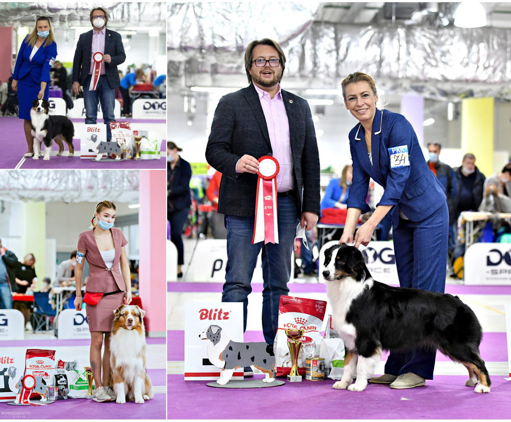 Национальная Монопородная выставка австралийская овчарка (ранг ПК)