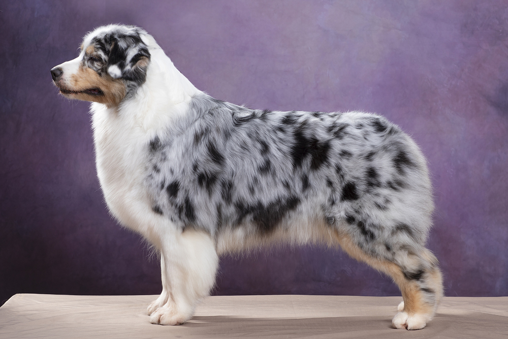 SEVENTY SEVEN CHLOE CLARITY