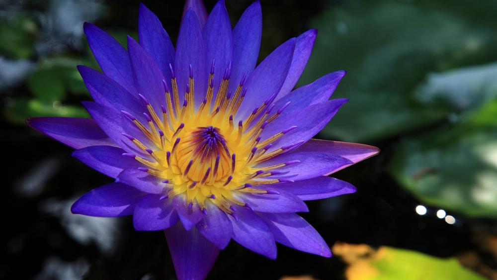 Blue Lotus: Unveiling the Legal Status and Enchanting Uses
