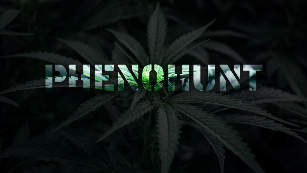 Unraveling the World of Cannabis Genetics: A Phenohunt Perspective