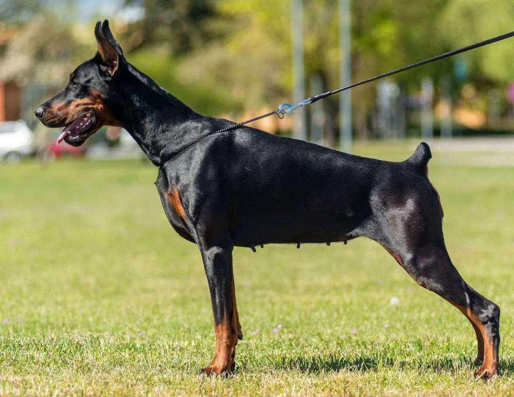 Livonija Baronesa Ester