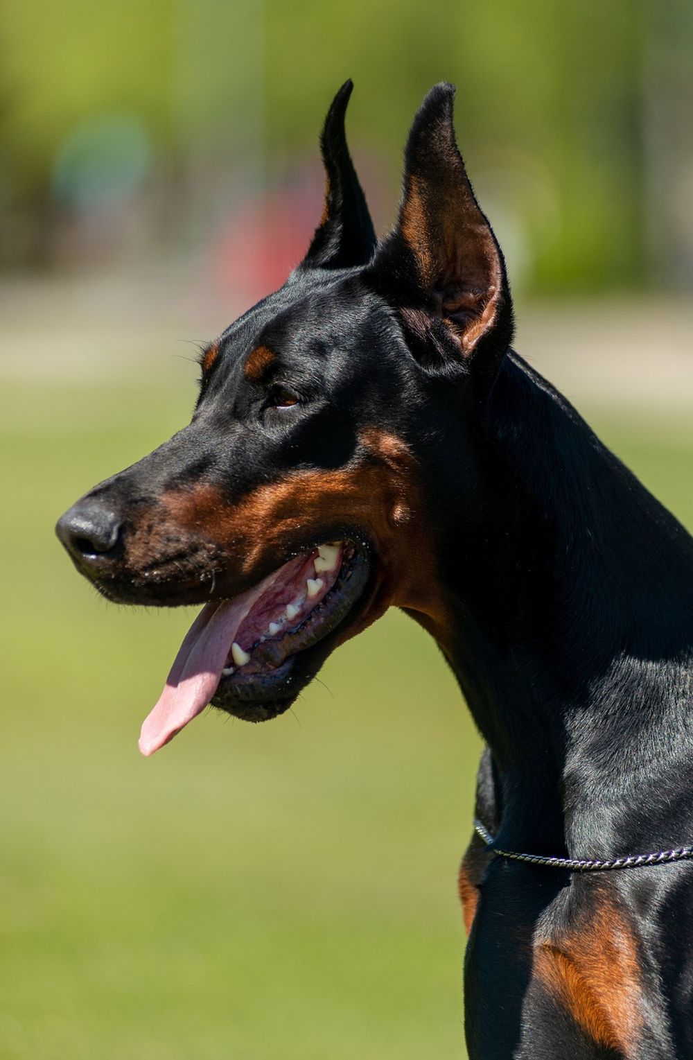 Livonija Baronesa Ester