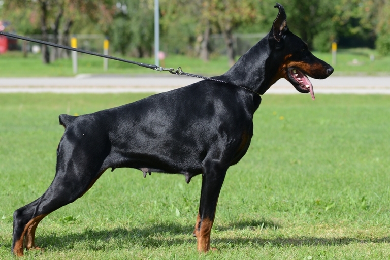 Livonija Baronesa Prima Patricia