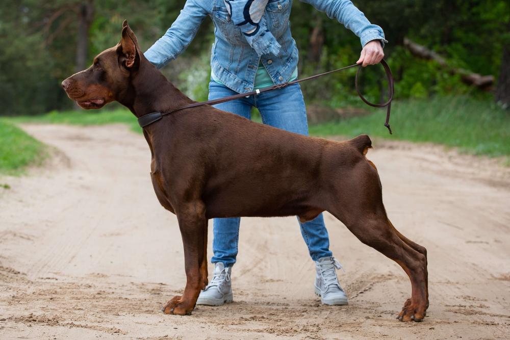 Livonija Baron Golden Gloss