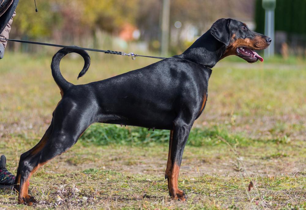 Livonija Baronesa JEMMA