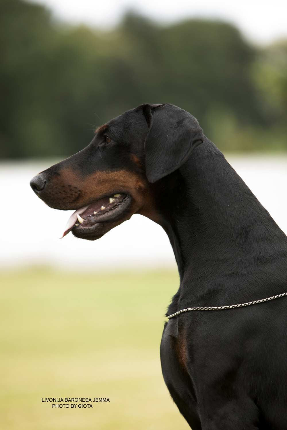 Livonija Baronesa JEMMA