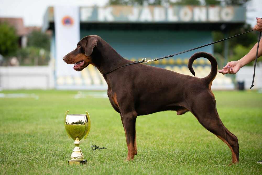 MALES FROM OUR KENNEL