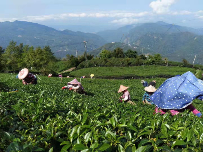 Разновидности улунов острова Формоза.